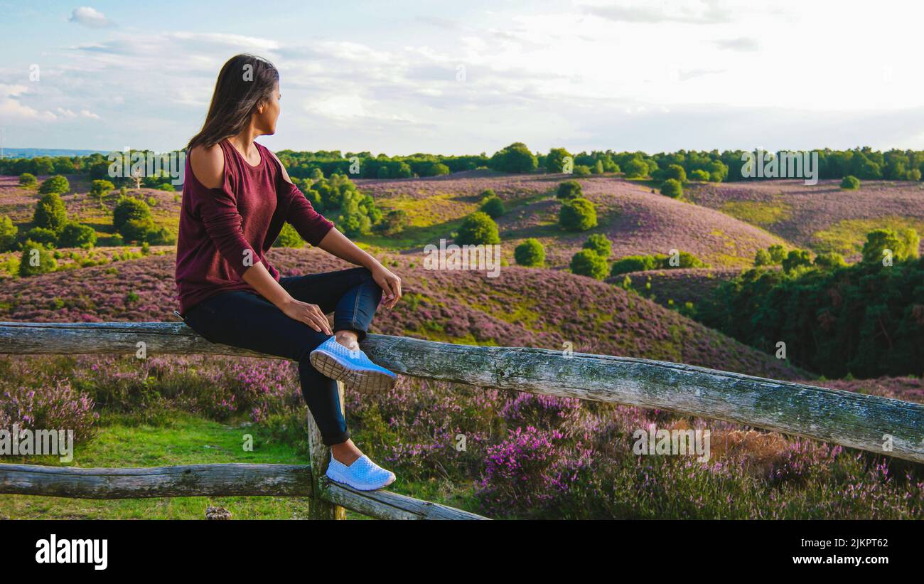 Posbank National park Veluwe, purple pink heather in bloom, blooming ...