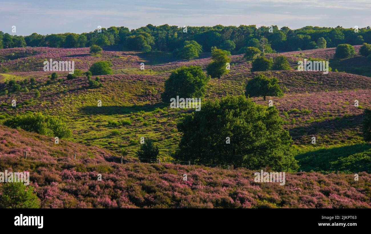 Posbank National park Veluwe, purple pink heather in bloom, blooming ...