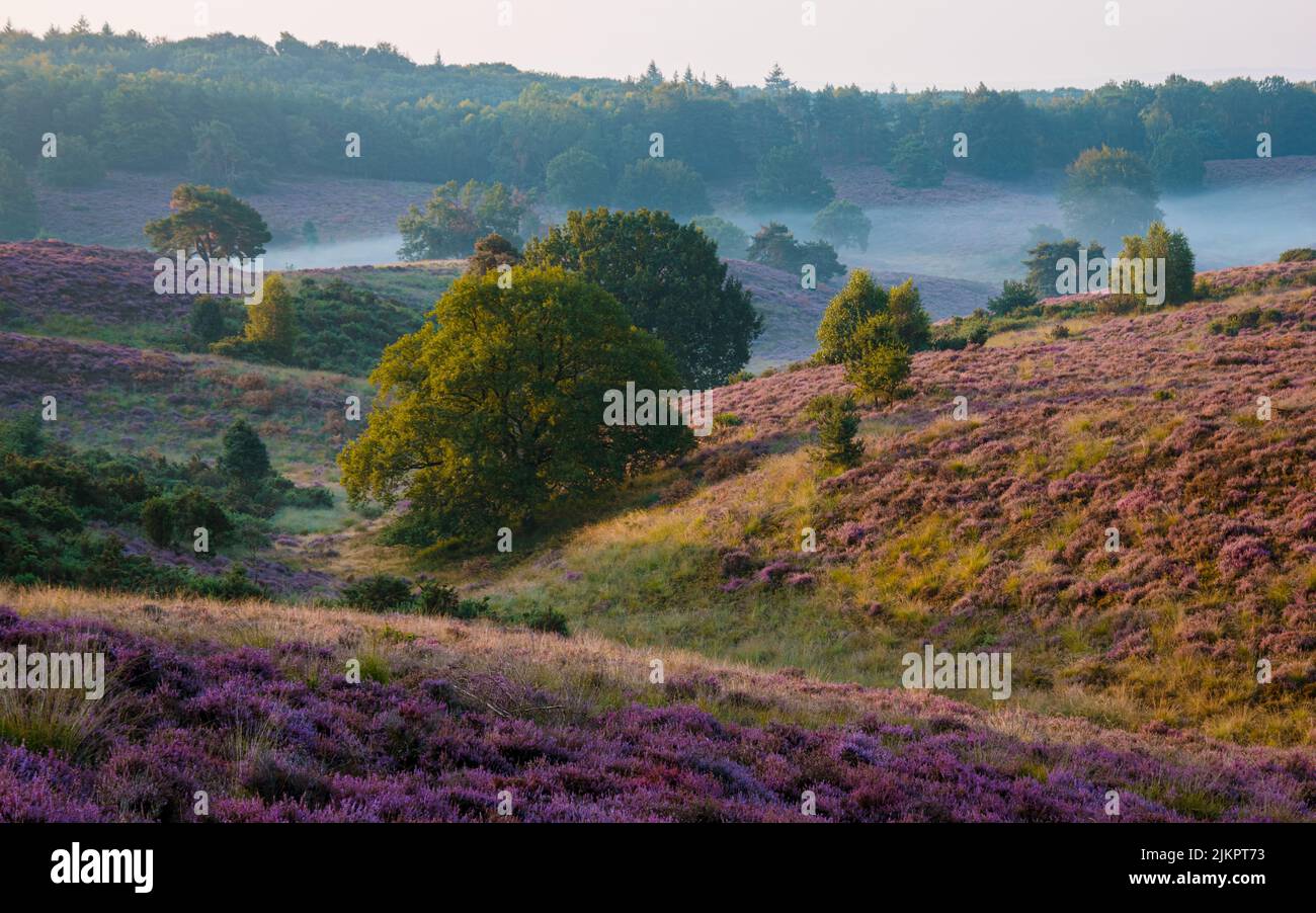 Posbank National park Veluwe, purple pink heather in bloom, blooming ...