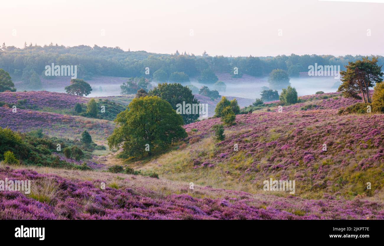 Posbank National park Veluwe, purple pink heather in bloom, blooming ...