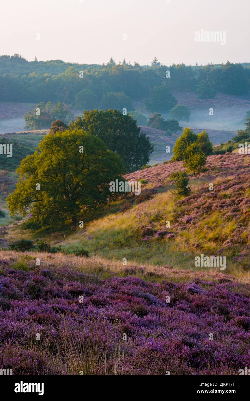 Posbank National park Veluwe, purple pink heather in bloom, blooming ...