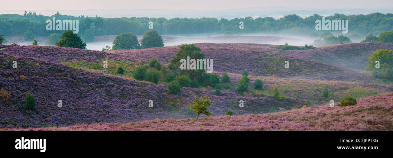 Posbank National park Veluwe, purple pink heather in bloom, blooming ...