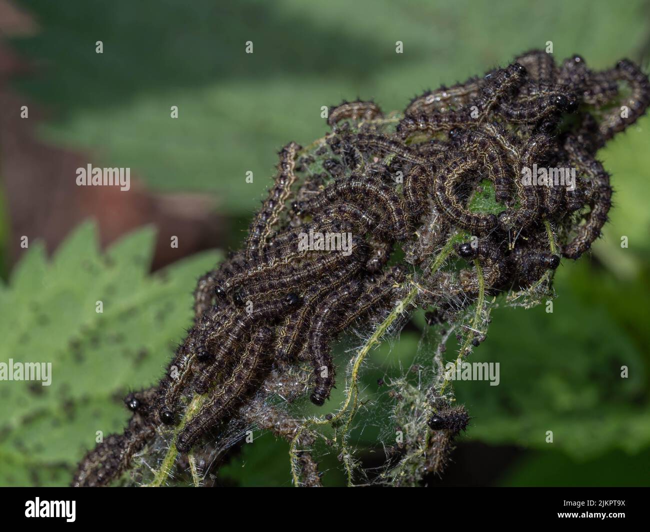 Caterpillars of tortoiseshell butterfly hi-res stock photography and ...