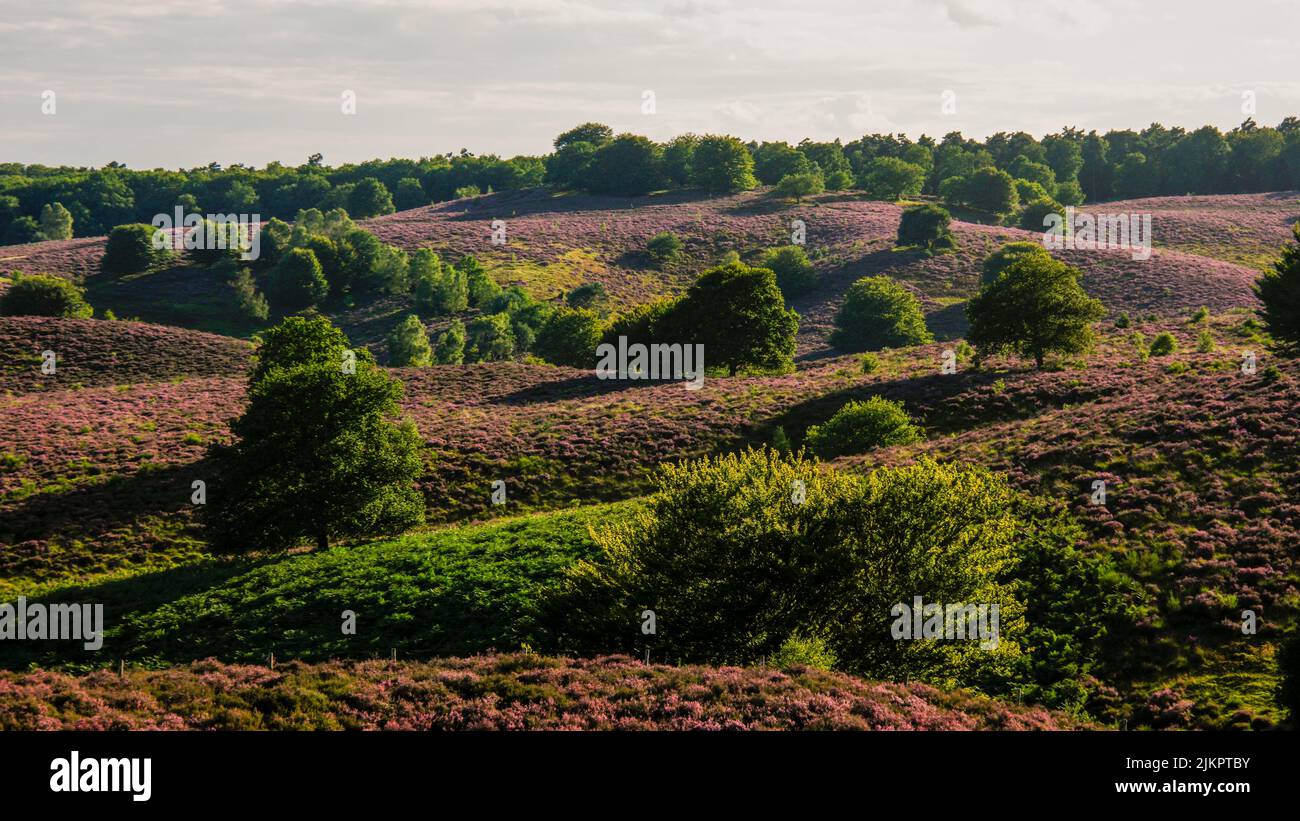 Posbank National park Veluwe, purple pink heather in bloom, blooming ...