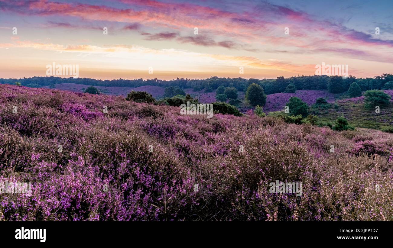 Posbank National park Veluwe, purple pink heather in bloom, blooming ...