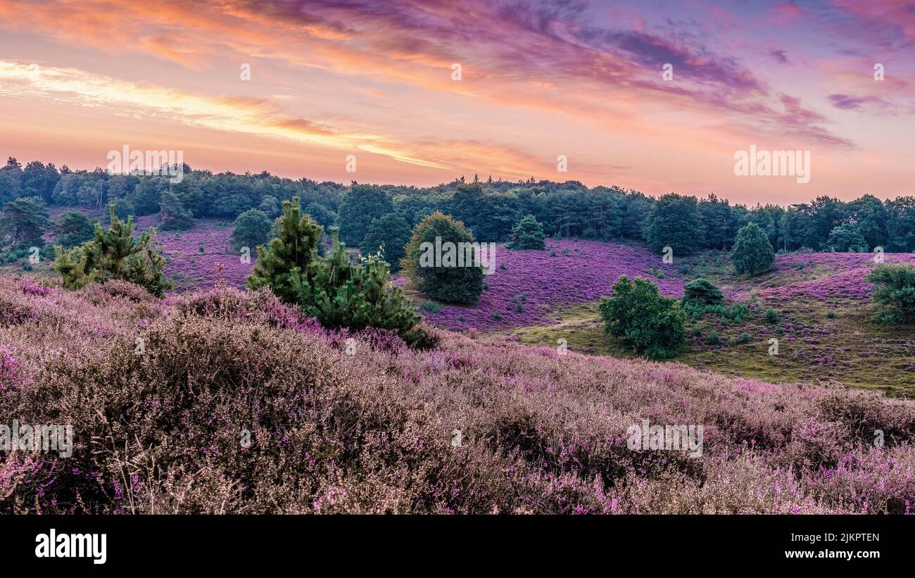 Posbank National park Veluwe, purple pink heather in bloom, blooming ...