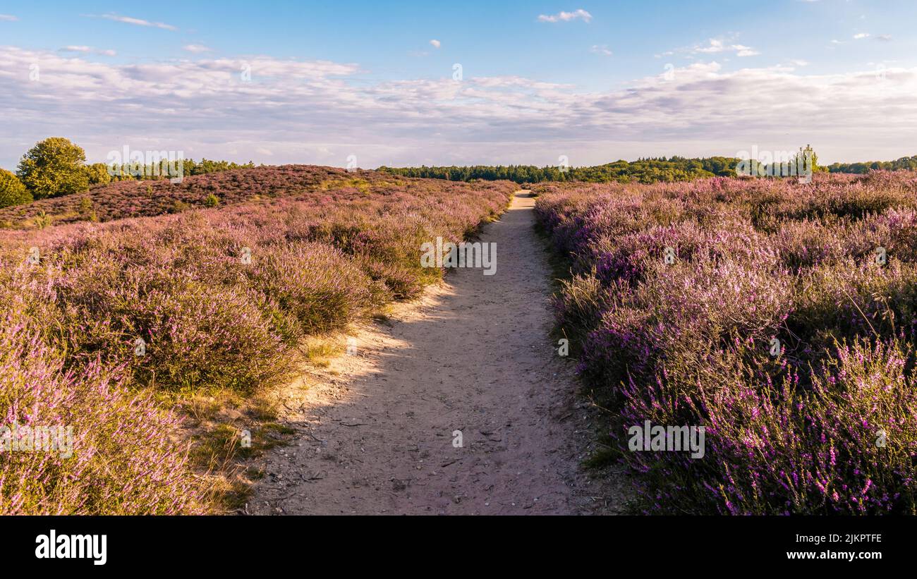 Posbank National park Veluwe, purple pink heather in bloom, blooming ...