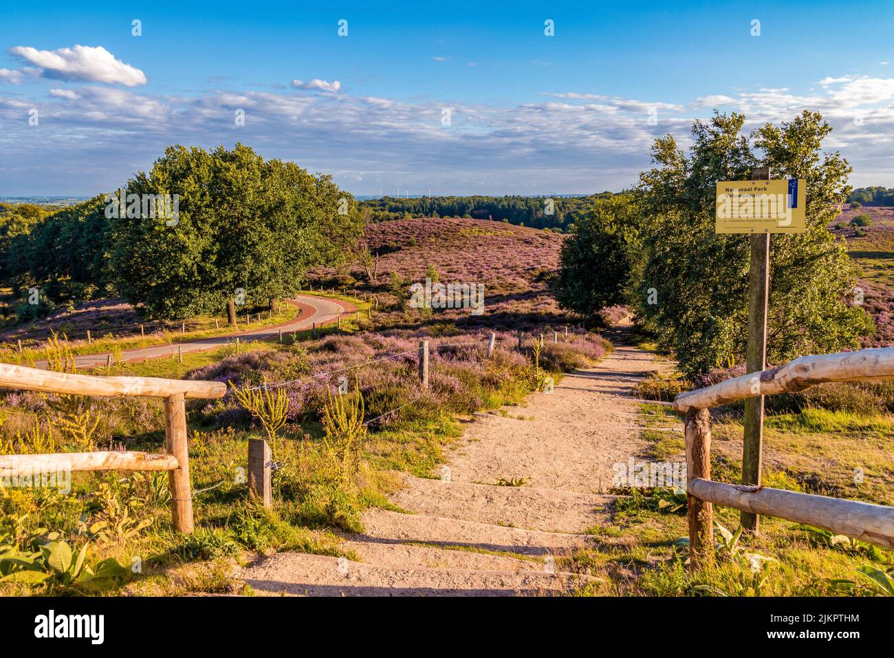 Posbank National park Veluwe, purple pink heather in bloom, blooming ...