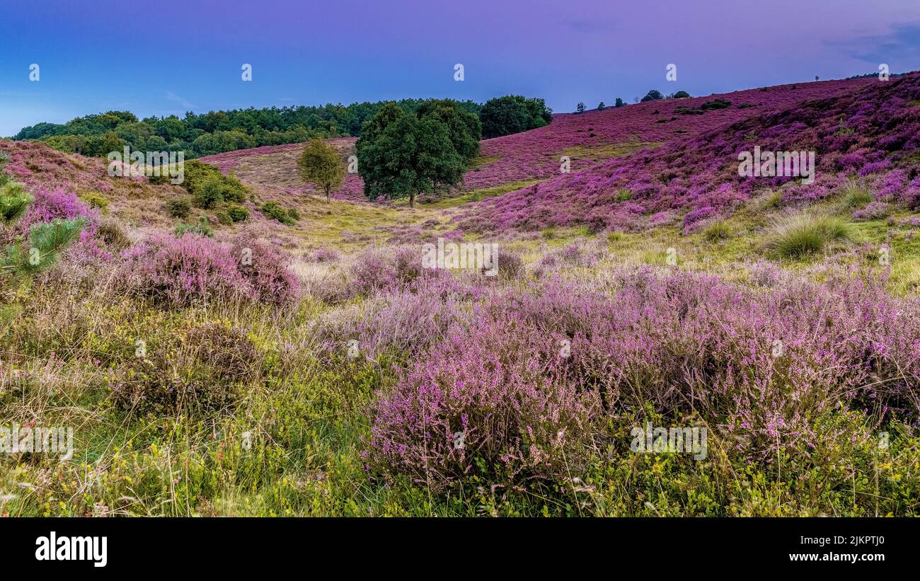 Posbank National park Veluwe, purple pink heather in bloom, blooming ...
