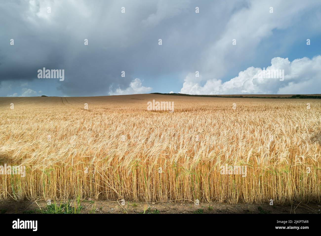 Fields of ripe corn by the South West coast path above the river Camel ...