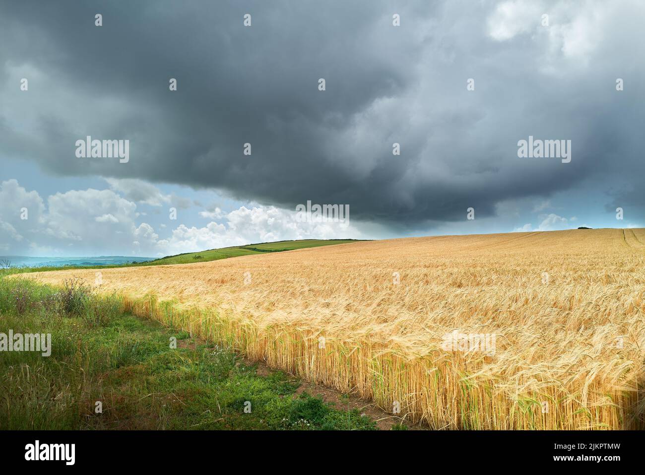 Field of ripe corn by the South West coast path above the river Camel ...
