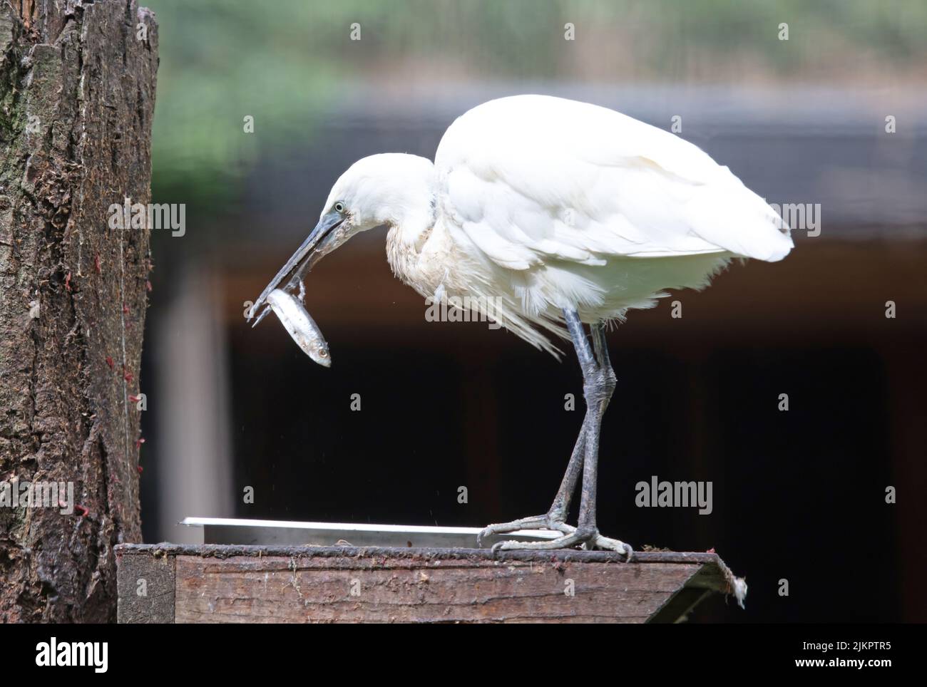 Little egret (Egretta Garzetta) eating fish out of a bucket Stock Photo ...