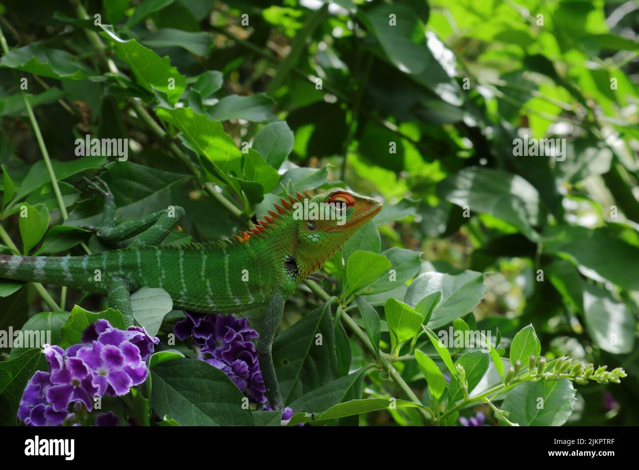 Side view of a male Common green forest lizard (Calotes Calotes) in ...