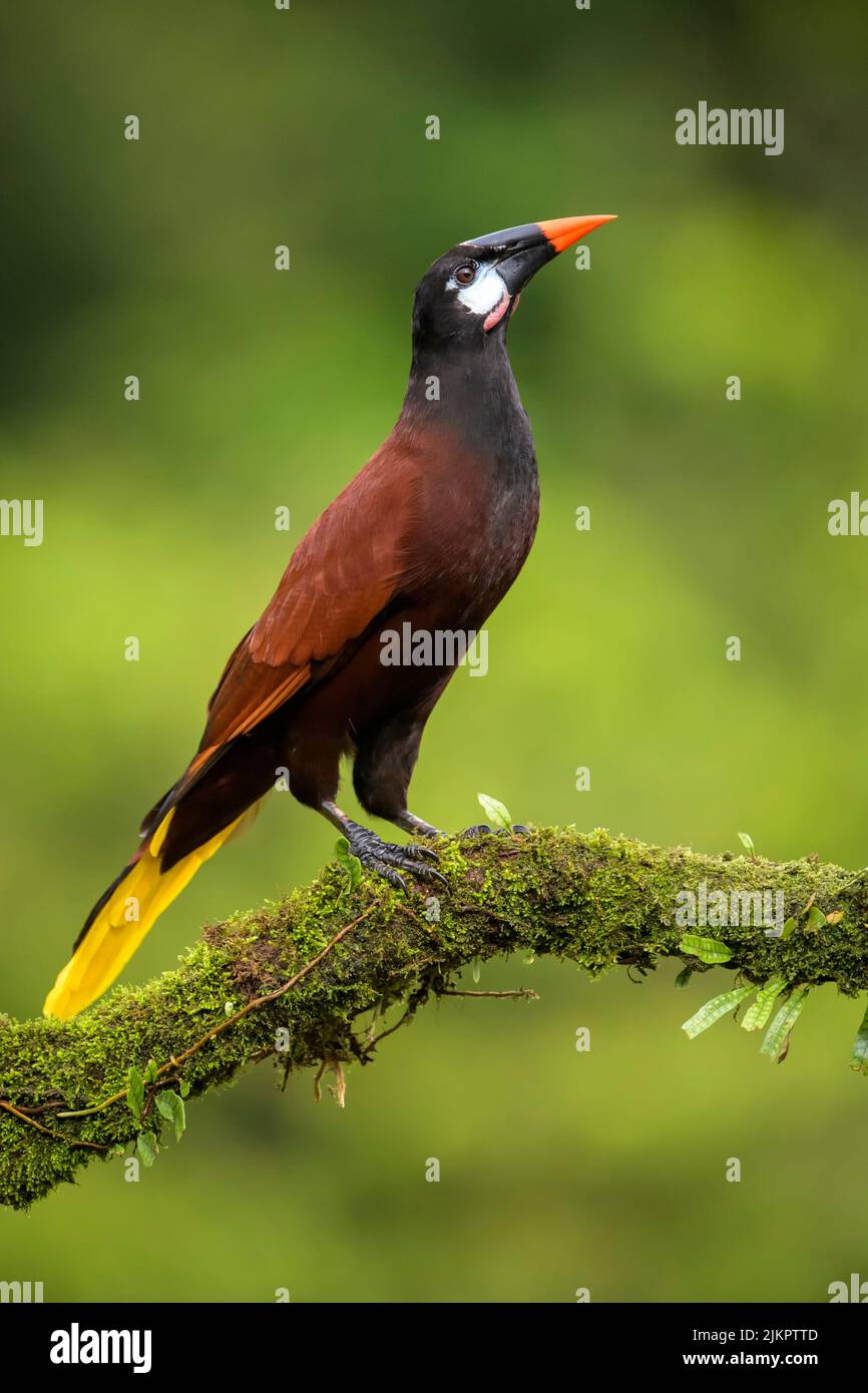 Montezuma oropendola hi-res stock photography and images - Alamy