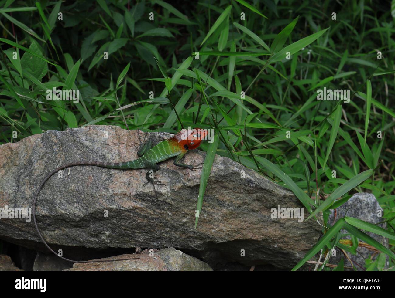 High angle view of a male Common green forest lizard (Calotes Calotes ...