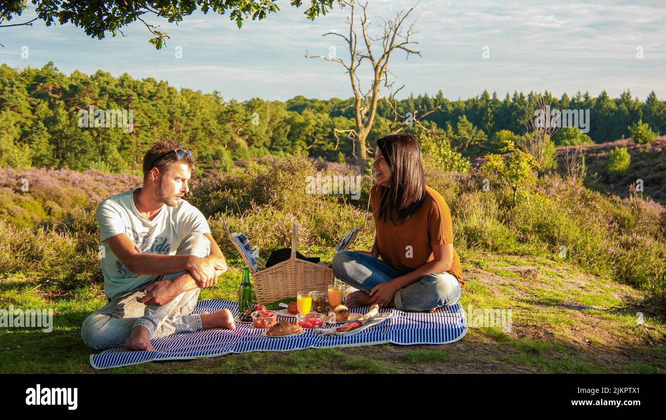 Posbank National park Veluwe, purple pink heather in bloom, blooming ...