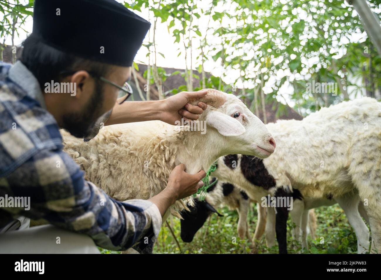 man farmer and seller of goat and cow checking his goat Stock Photo - Alamy