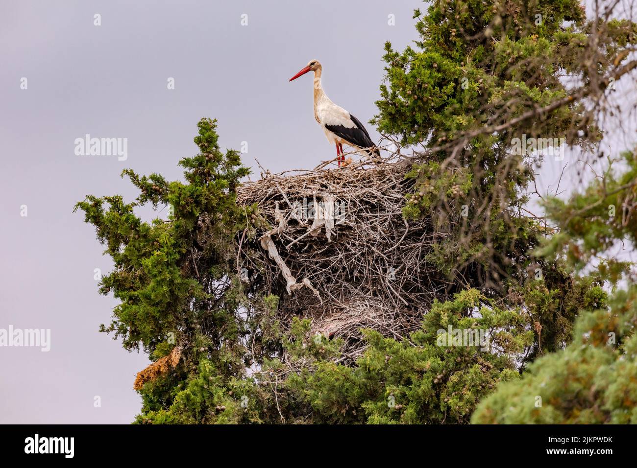 A distinctive stork in its nest made of branches on a tree in rural ...