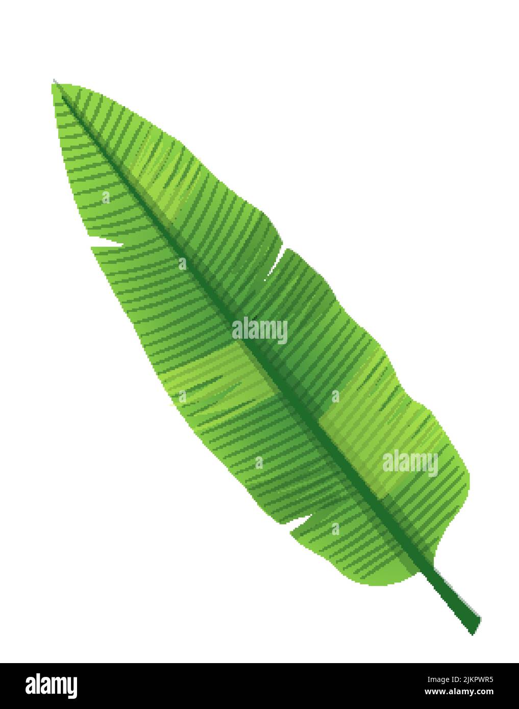Detail banana green leaf Stock Vector Images - Alamy