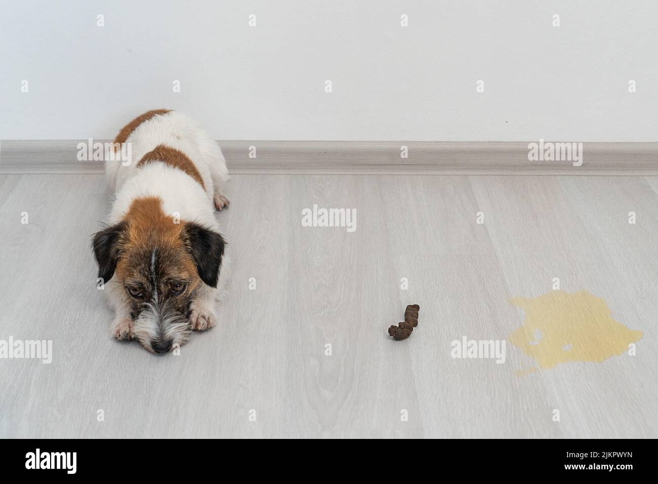 Dog breed Jack Russell Terrier lies guiltily on the floor. Nearby is a ...