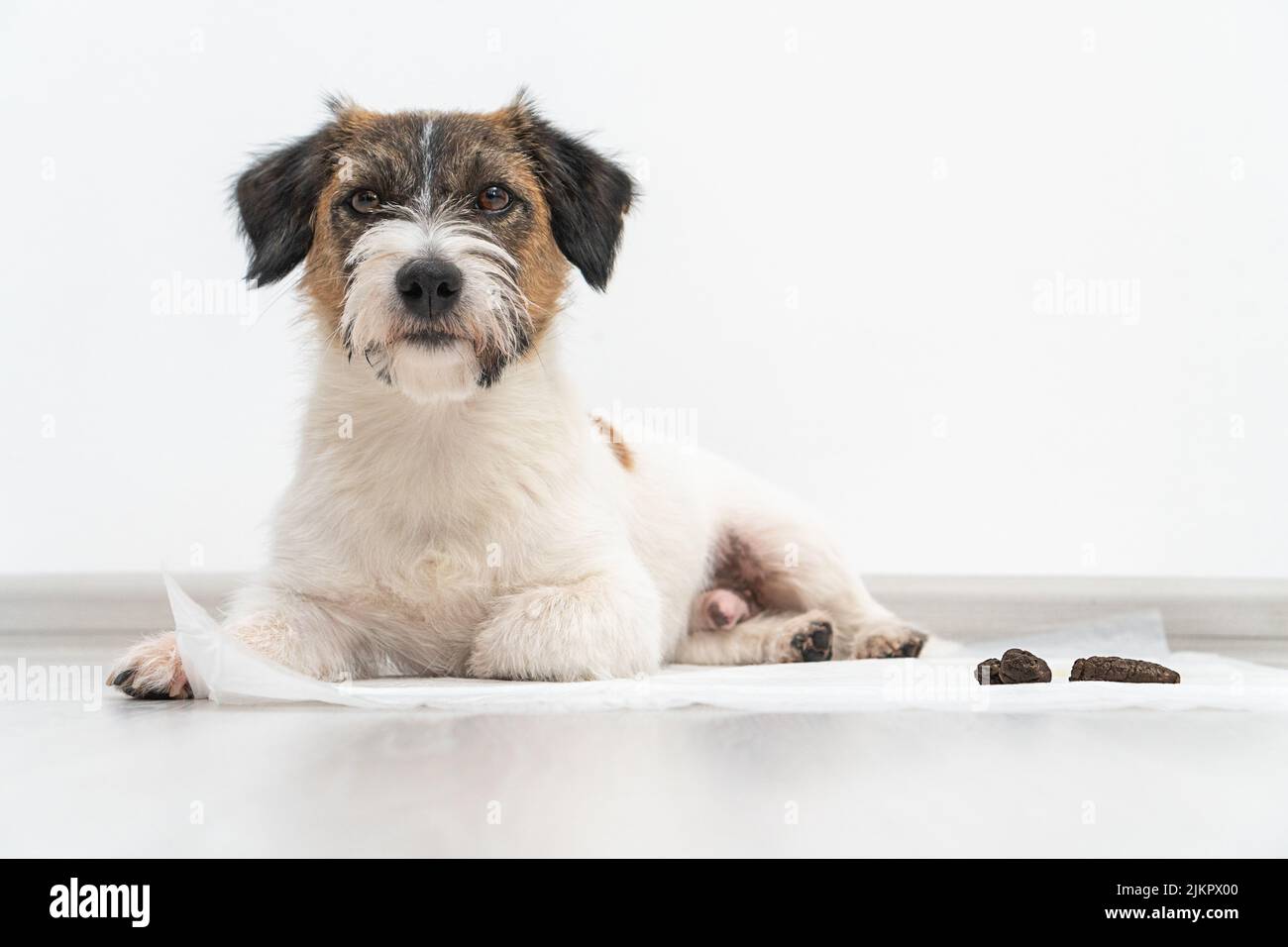 Dog breed Jack Russell Terrier and poop in a dog diaper. Home dog ...