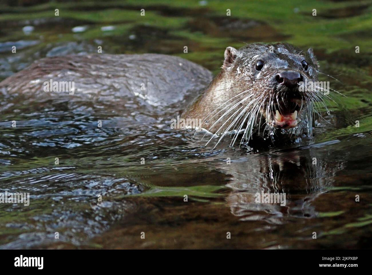OTTER hunting fish in a river, UK Stock Photo - Alamy