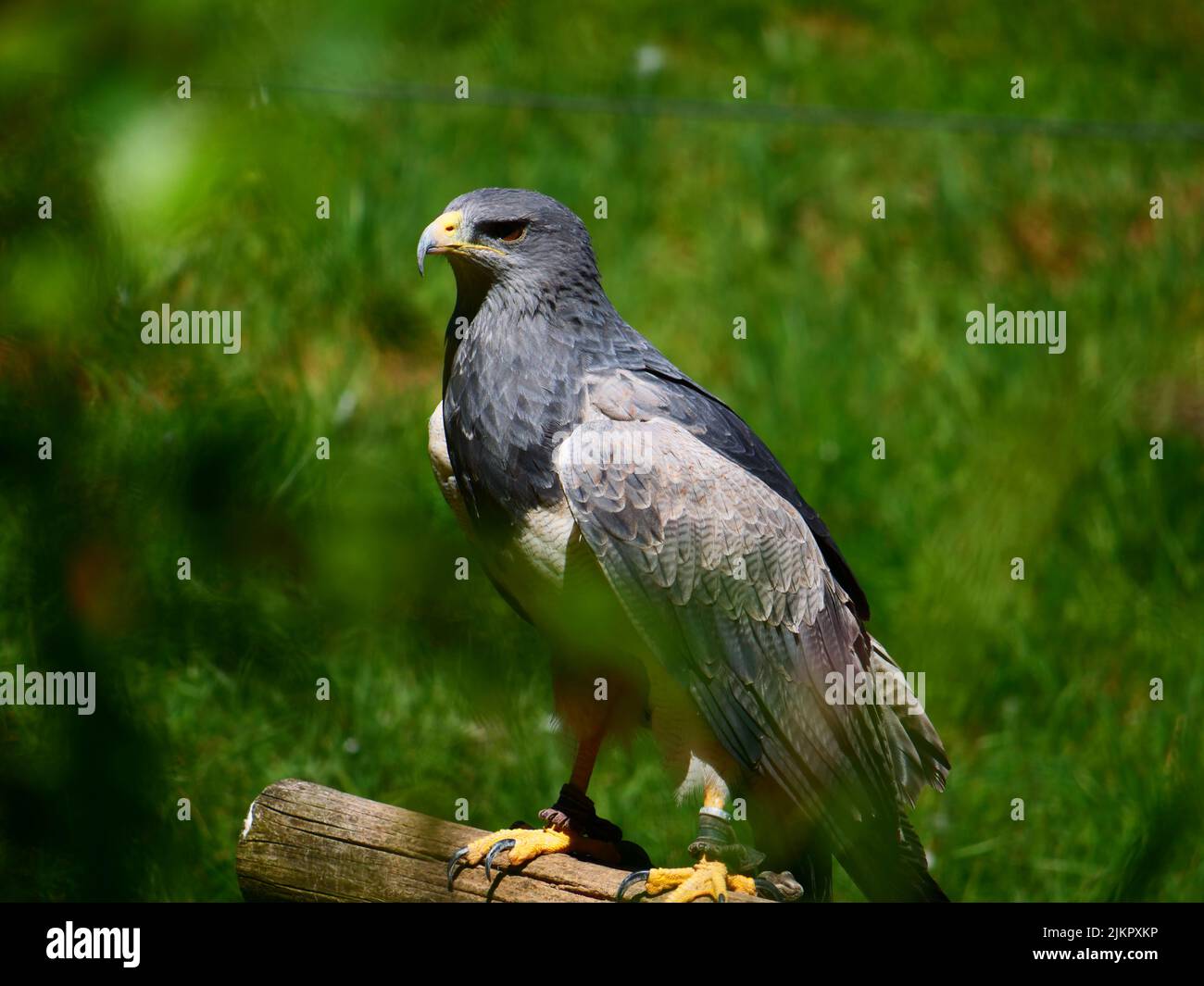 Chilenischer adler hi-res stock photography and images - Alamy