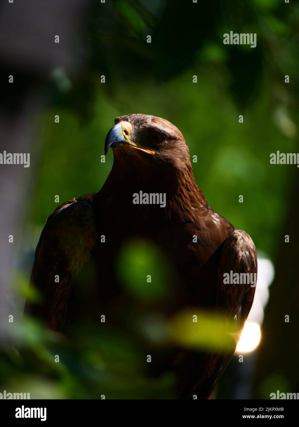 Steinadler hi-res stock photography and images - Alamy