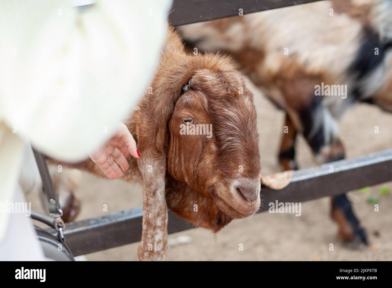 Domestic goat looking over fence hi-res stock photography and images ...