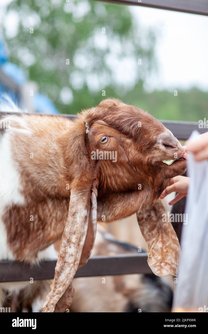 Domestic goat looking over fence hi-res stock photography and images ...