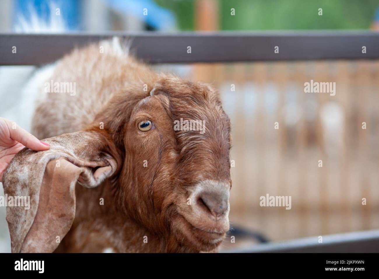 Domestic goat looking over fence hi-res stock photography and images ...