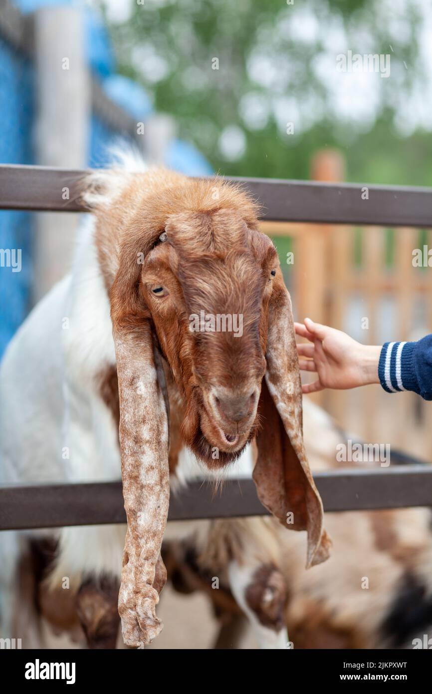 Domestic goat looking over fence hi-res stock photography and images ...