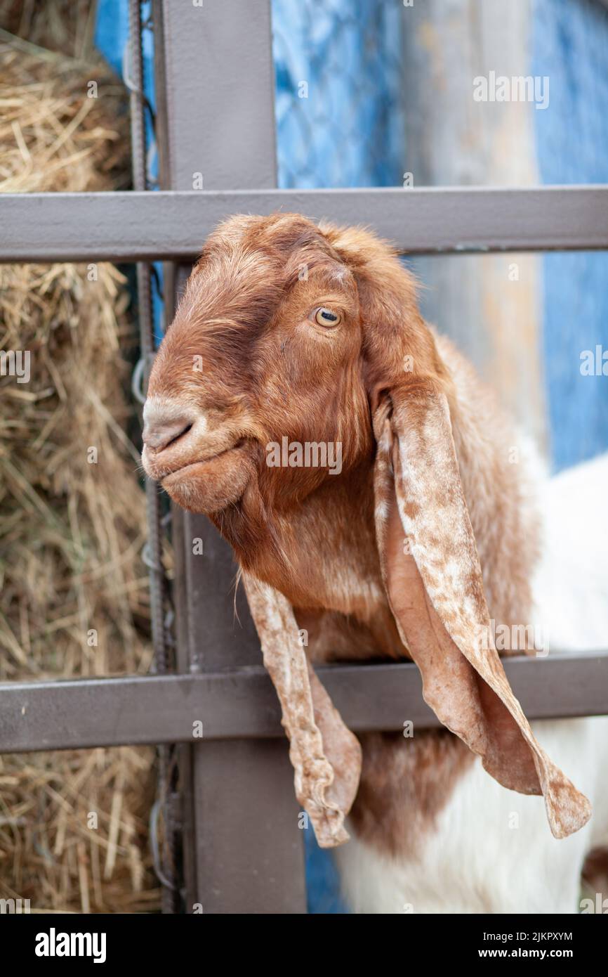 A brown goat with long ears looks over the fence and people feed it ...