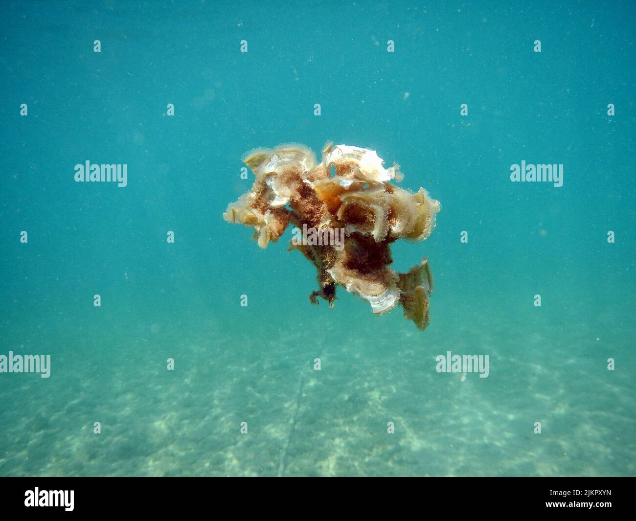 NAFPLIO PELOPONNISOS GREECE UNDERWATER IMAGES Stock Photo - Alamy