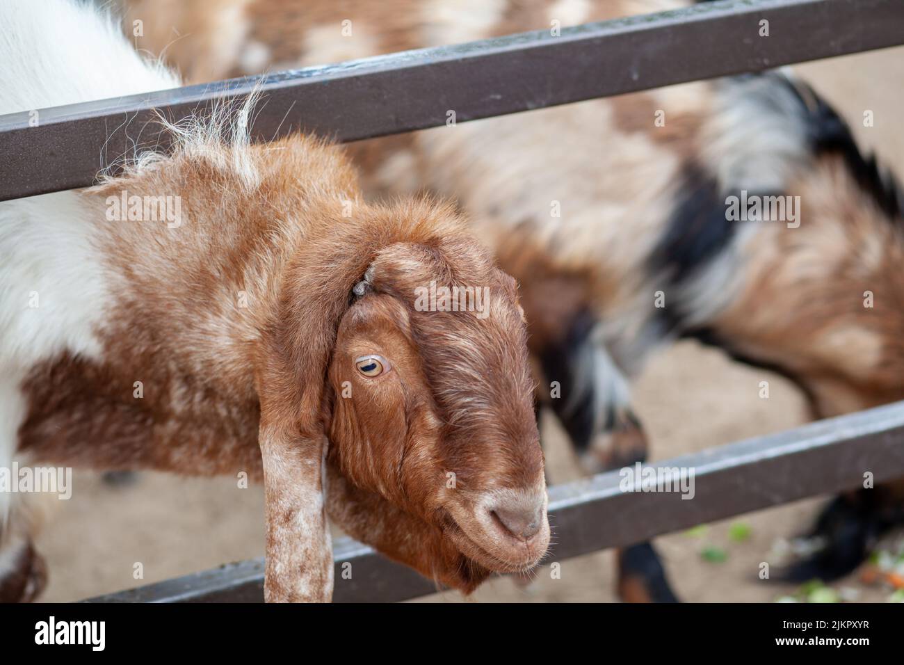 Domestic goat looking over fence hi-res stock photography and images ...