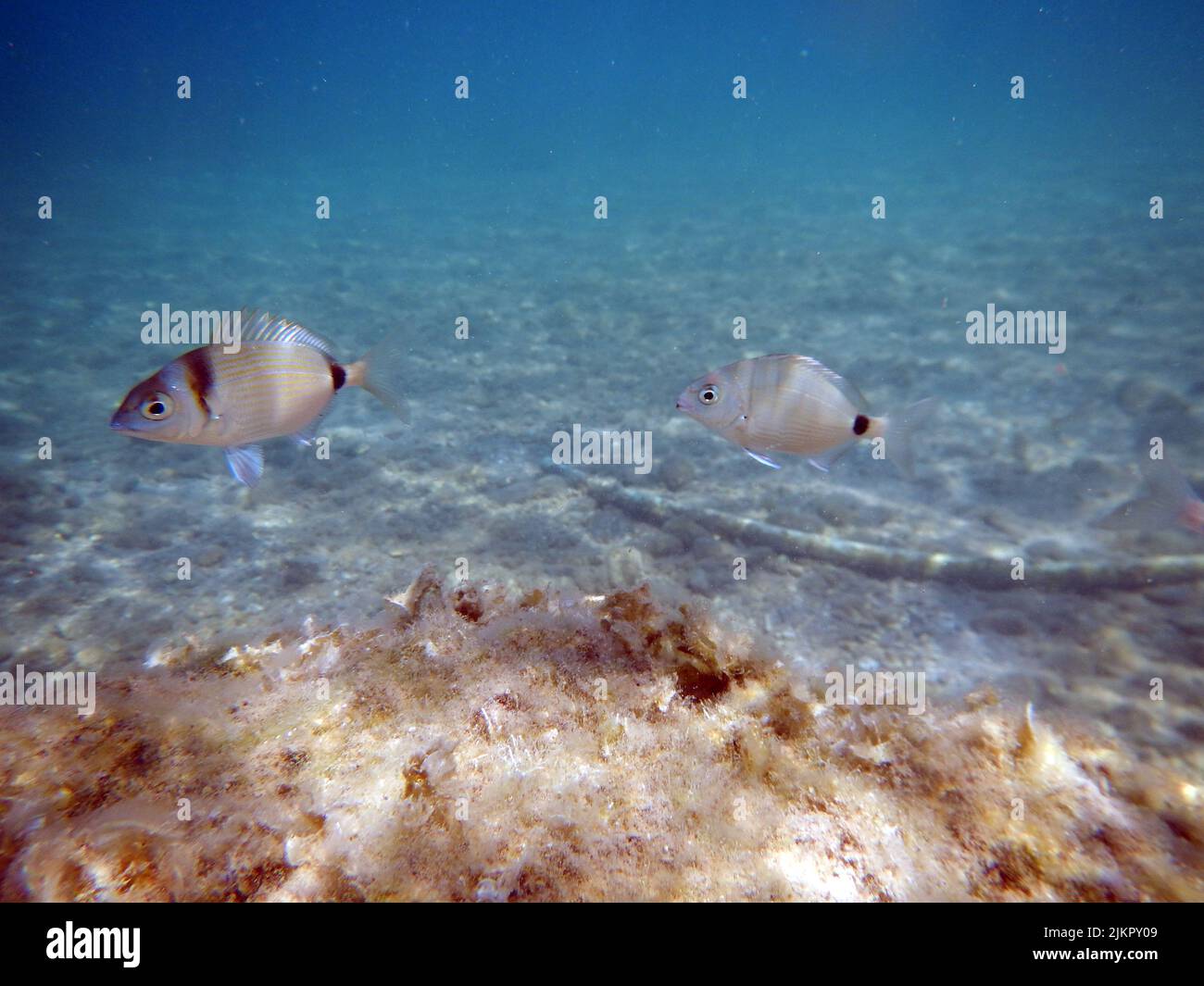NAFPLIO PELOPONNISOS GREECE UNDERWATER IMAGES Stock Photo - Alamy