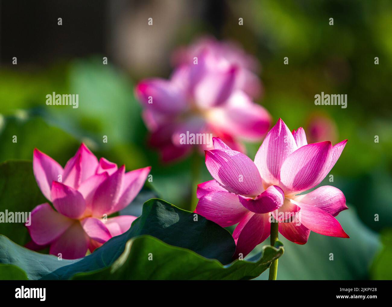Lotus flower in focus Stock Photo - Alamy