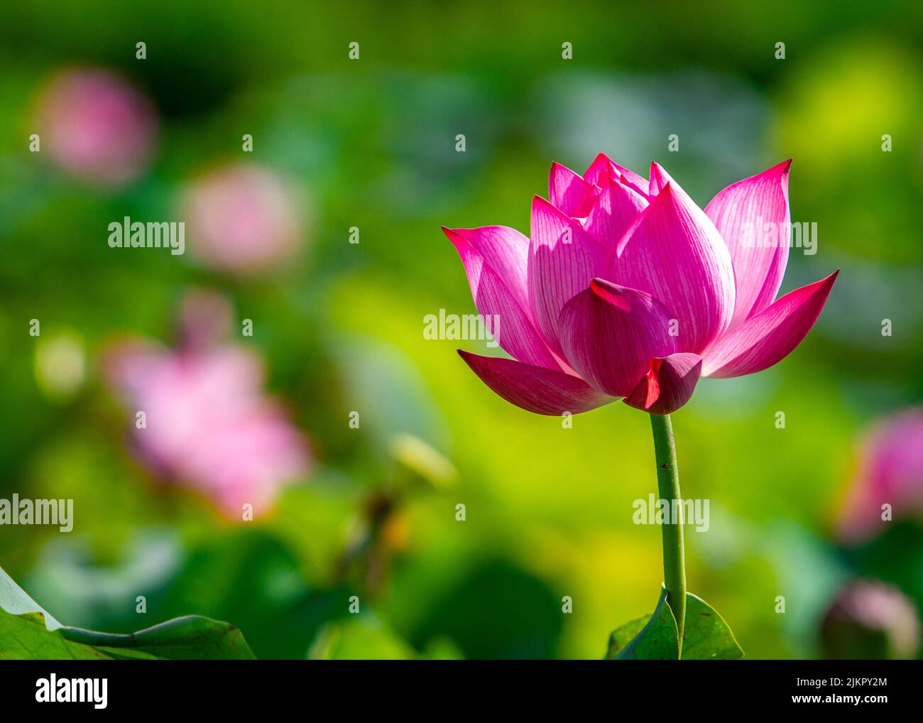 Lotus flower in focus Stock Photo - Alamy