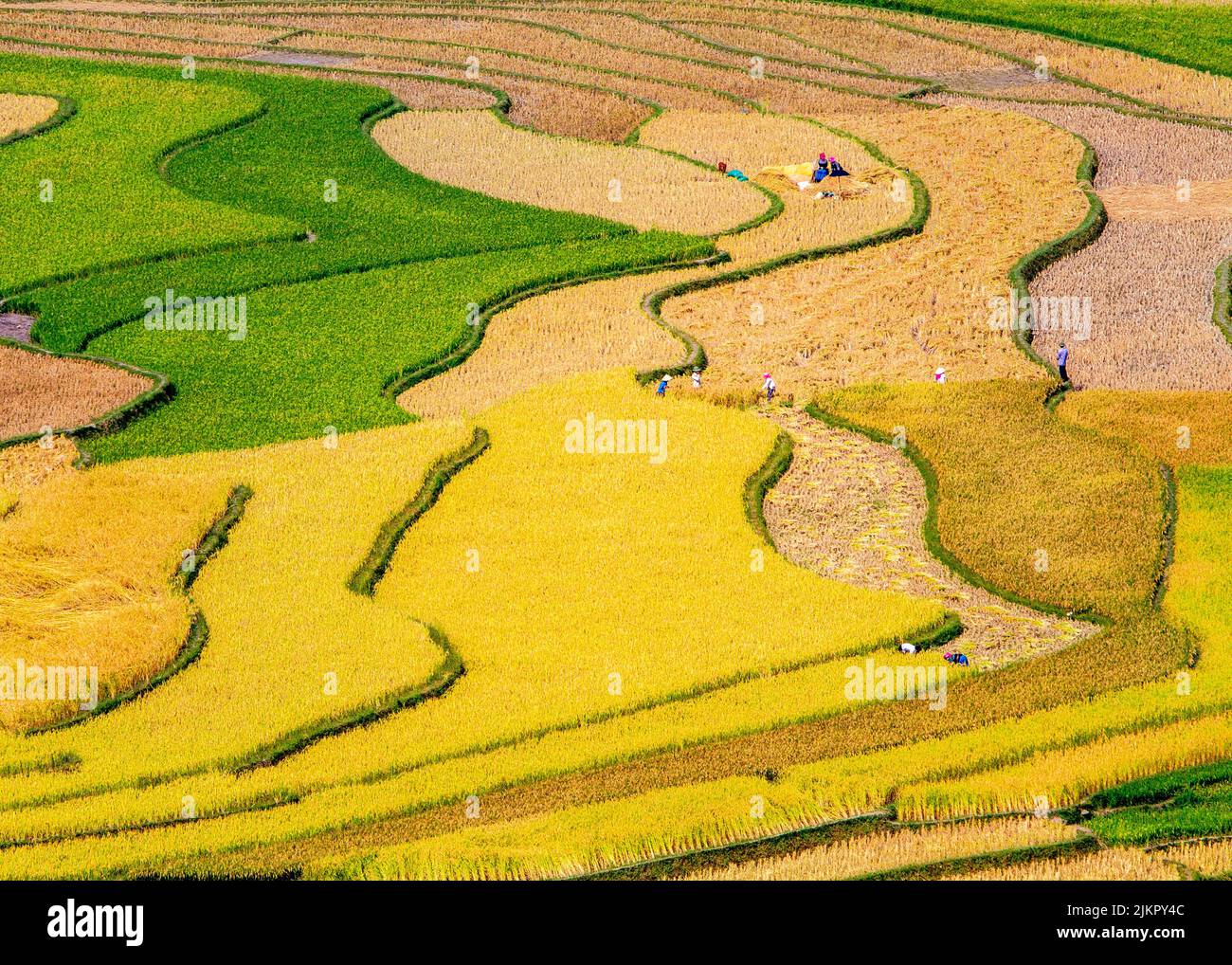 Beautiful scenery of ripen rice terraces in Mu Cang Chai, Vietnam Stock ...