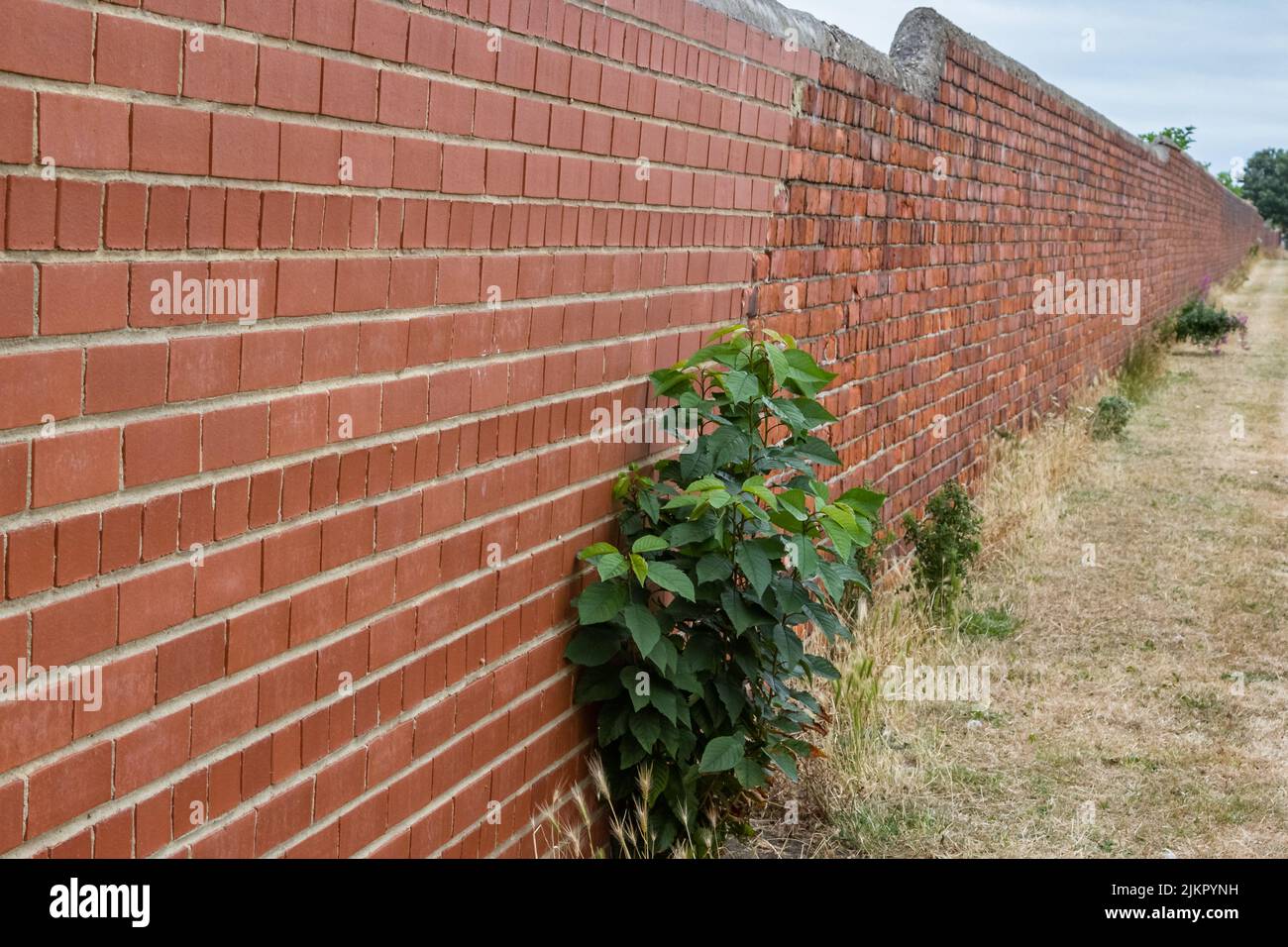 Long wall with plant Stock Photo - Alamy