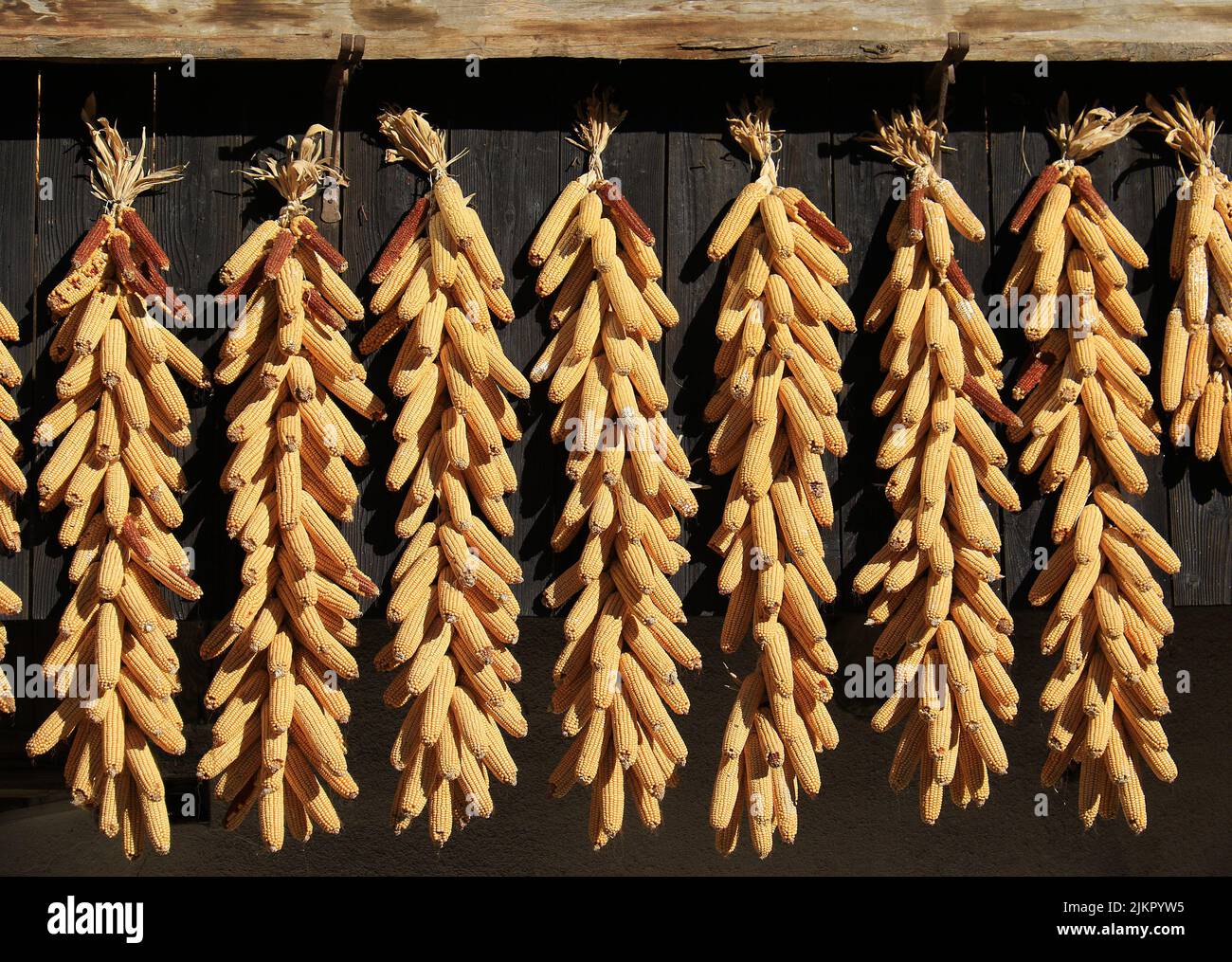 Corn hanging in a barn to dry in sunlight Stock Photo - Alamy