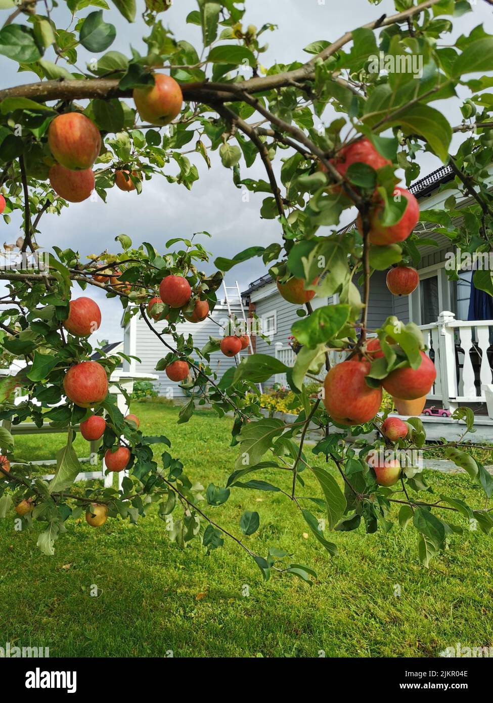 Tree farming sweden hi-res stock photography and images - Alamy