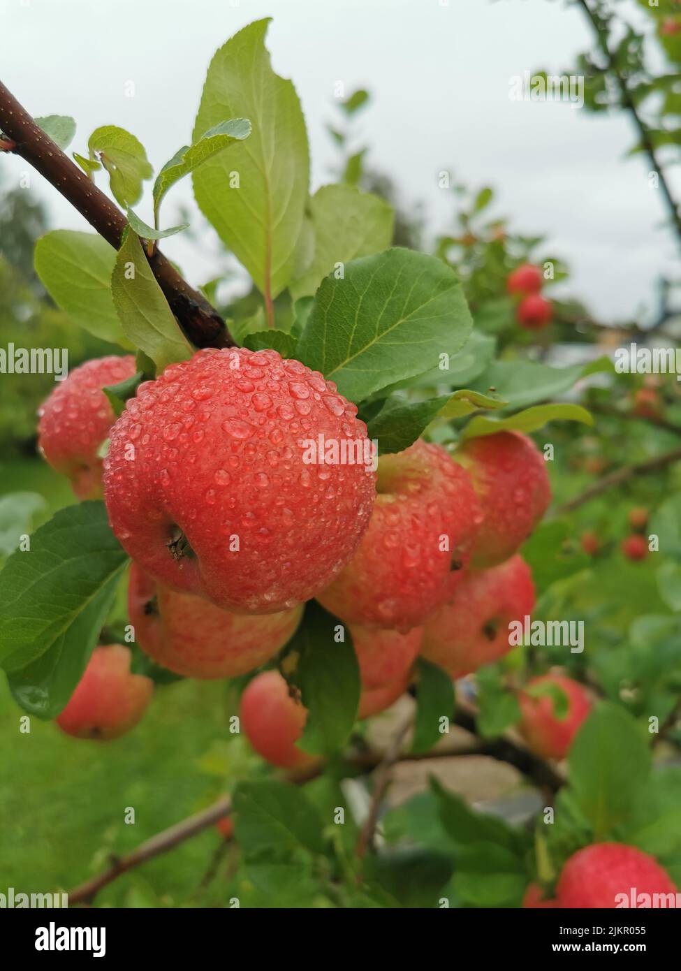 Apple tree with ripe fruits in autumn in Sweden Stock Photo - Alamy