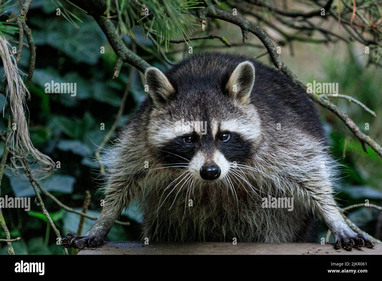 Raccoon face hi-res stock photography and images - Alamy