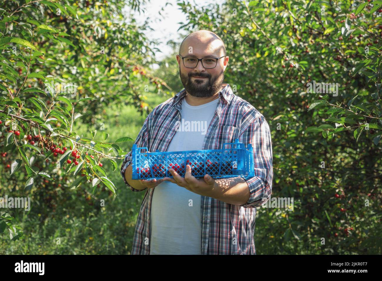 Farmer picks crop of red juicy cherry in tree agricultural orchard ...