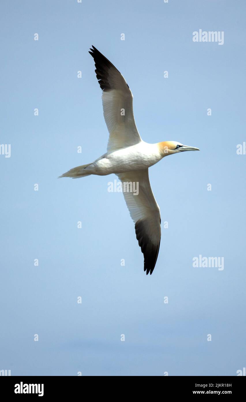 The aerodynamic shape of the Gannet allows it to use air currents to ...