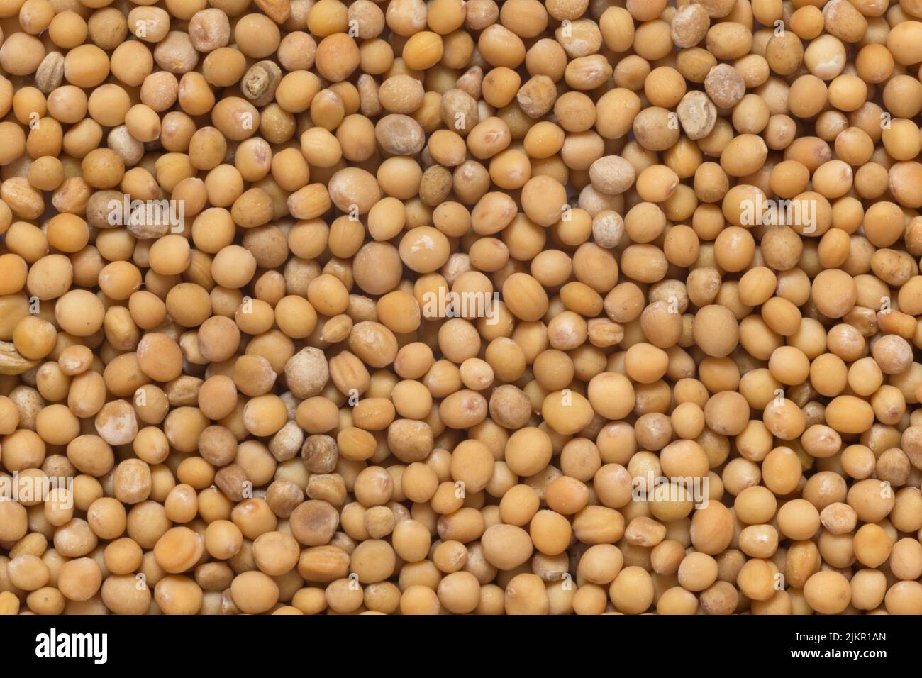 Yellow mustard seeds texture background hi-res stock photography and ...