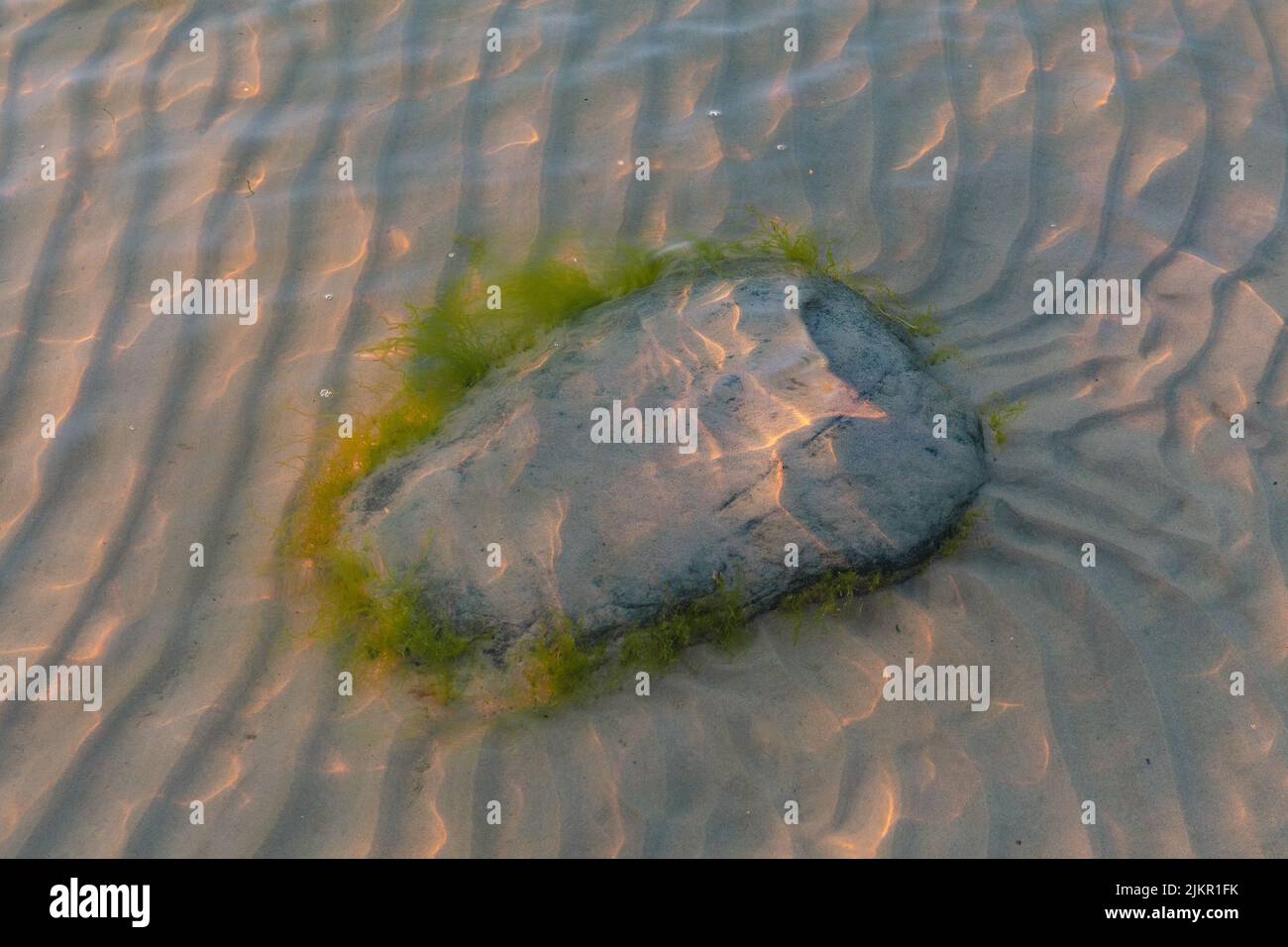 Stone with seaweeds under the water with wavy sunlight reflections ...