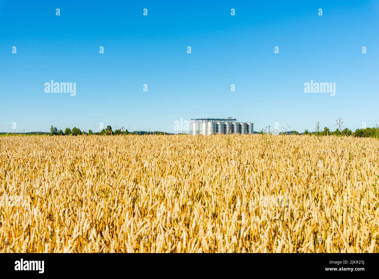 Grain storage silos system,golden wheat field under a summer blue clear sky Stock Photo - Alamy