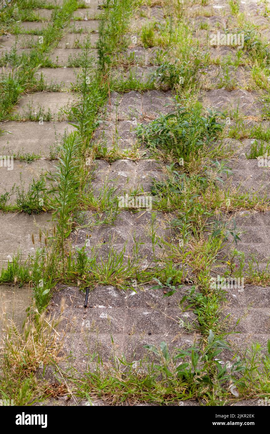 Pavement overgrown with weeds Stock Photo - Alamy